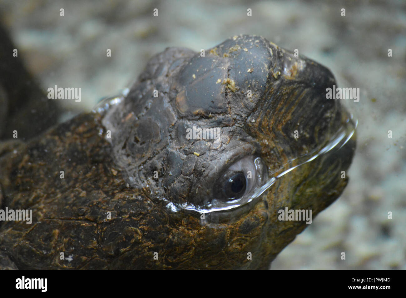 Turtle in the water Stock Photo - Alamy