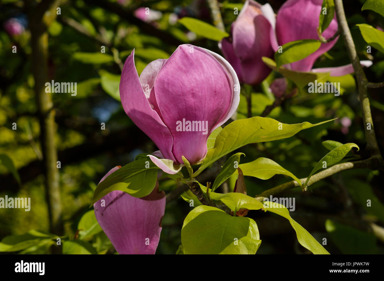 Magnolia in bloom in a garden Stock Photo - Alamy
