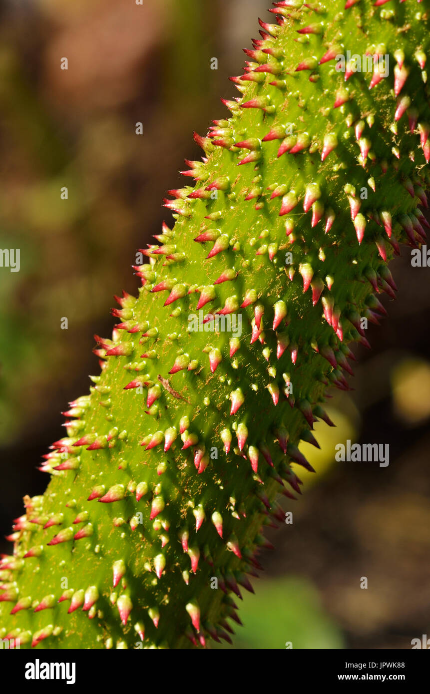 Gunnera chilensis hi-res stock photography and images - Alamy