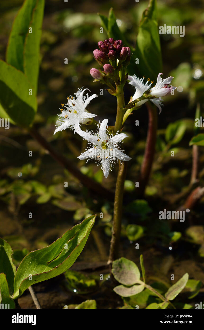 Buck bean plant hi-res stock photography and images - Alamy