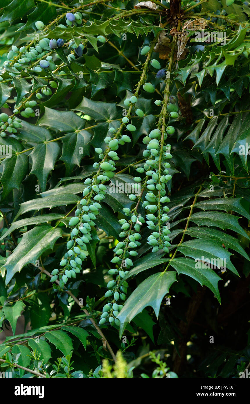 Mahonia species hi-res stock photography and images - Alamy