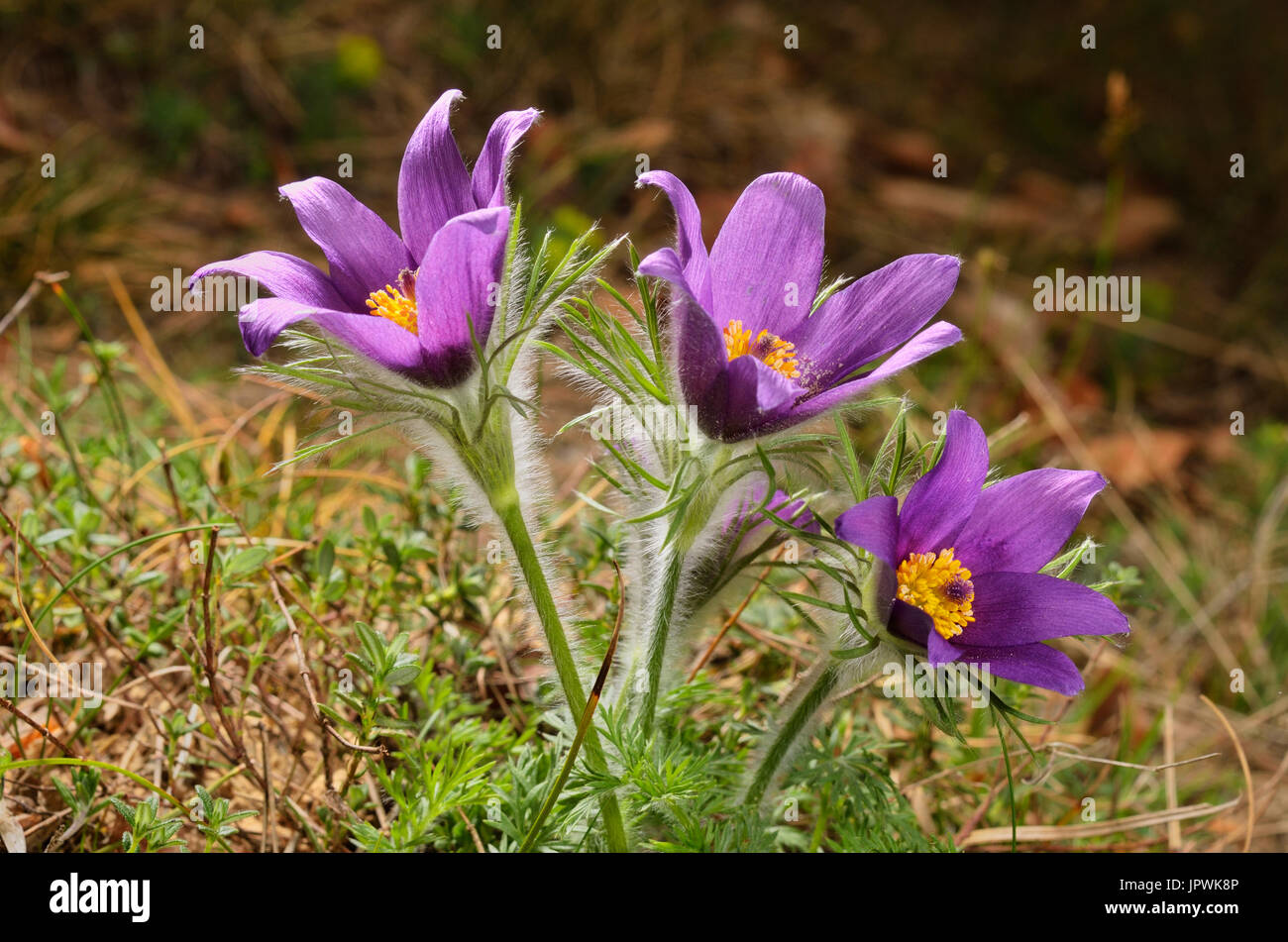 Pasque flowers in bloom in a garden Stock Photo - Alamy