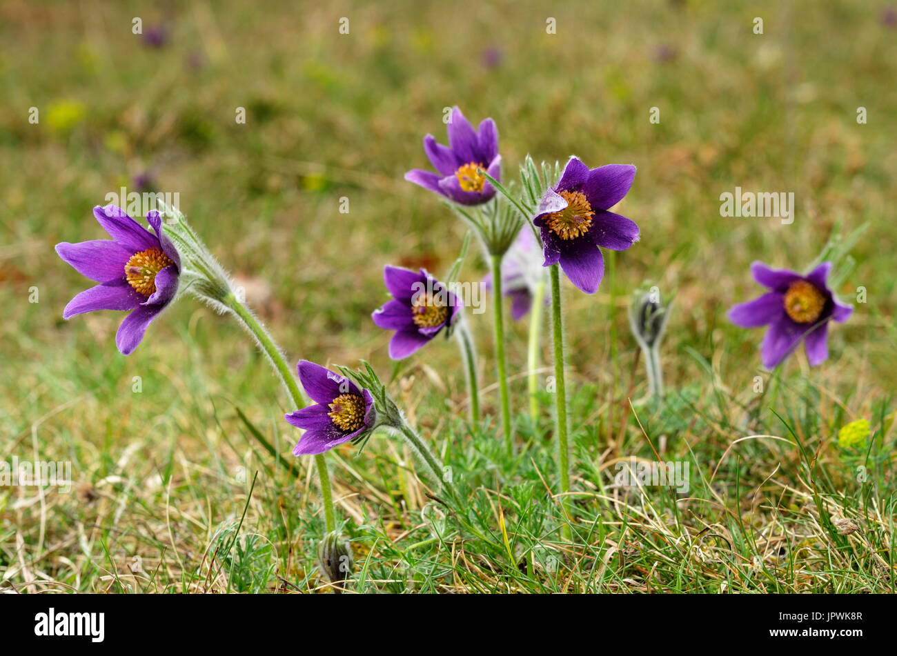 Pasque flowers in bloom in a garden Stock Photo - Alamy