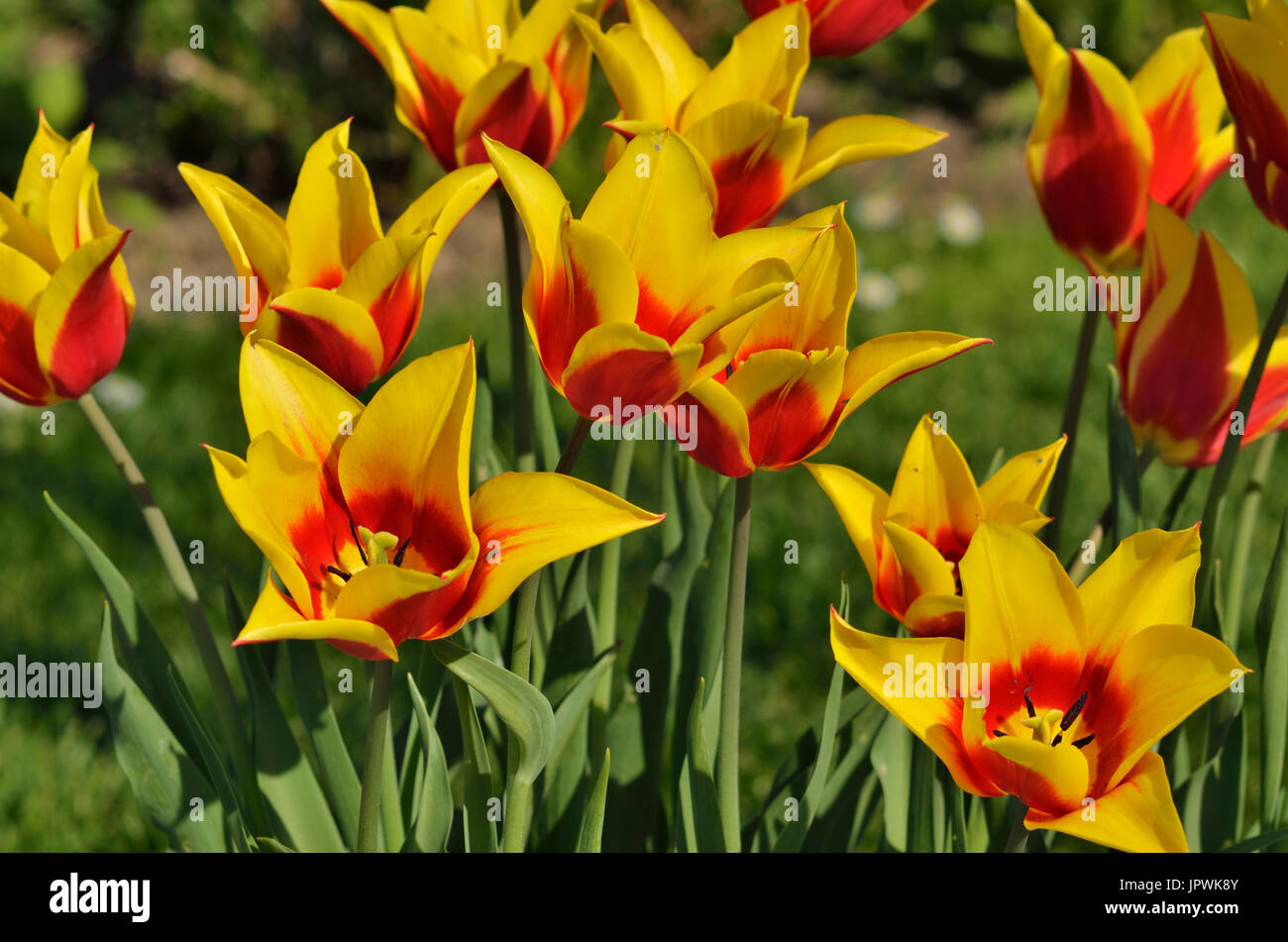 Tulips 'Mona Lisa' in bloom in a garden Stock Photo - Alamy