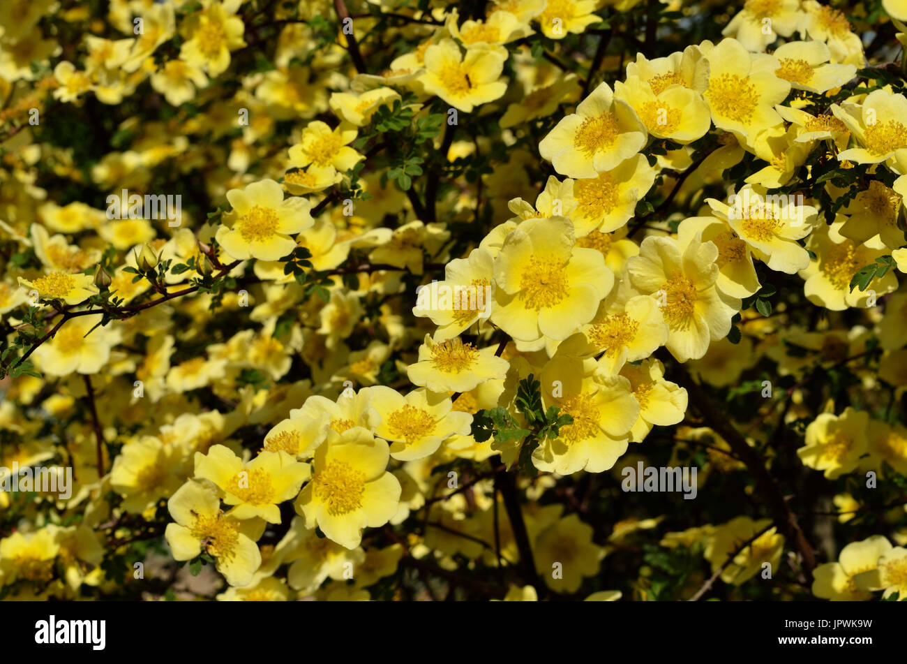 Father Of Plant Anatomy High Resolution Stock Photography and Images ...