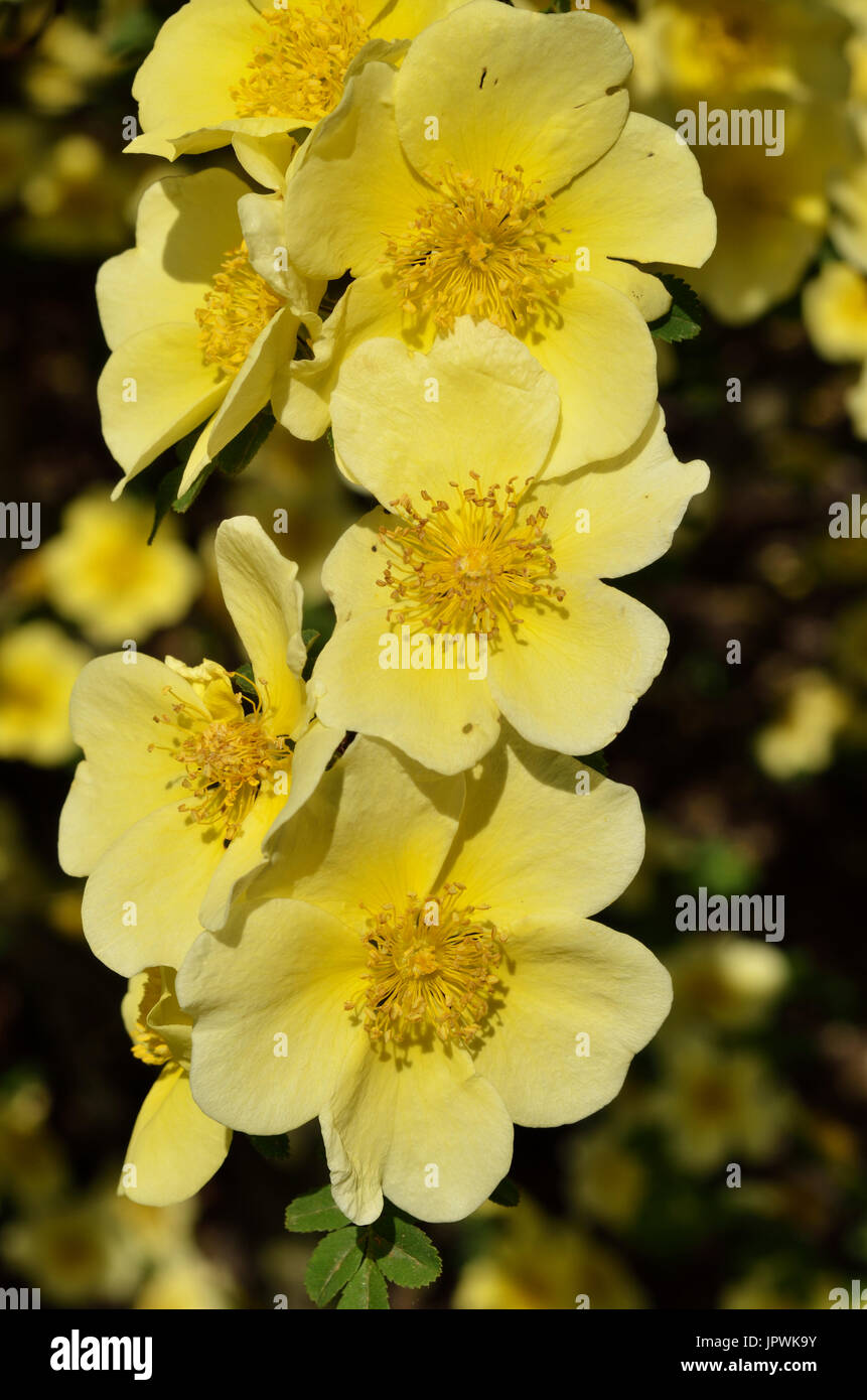 Rose-tree 'Canary Bird' in bloom in a garden Stock Photo - Alamy