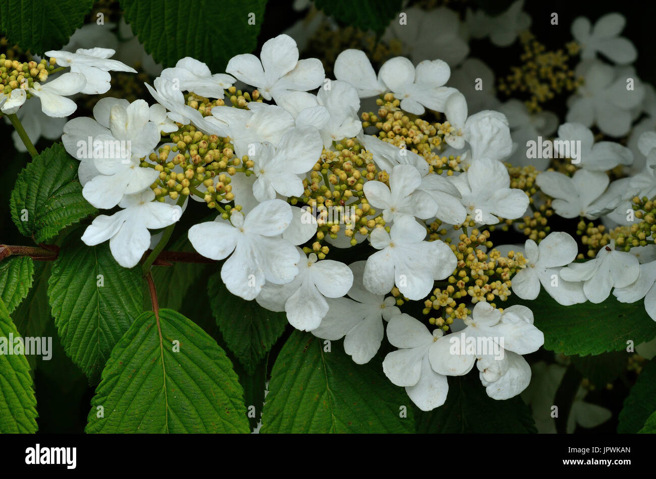 Japanese snowball 'Mariesii' in bloom in a garden Stock Photo - Alamy