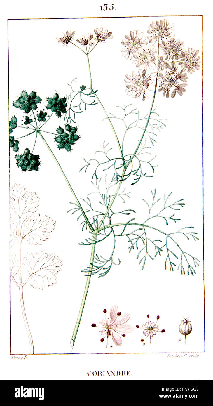 Botanical drawing of coriander Stock Photo - Alamy