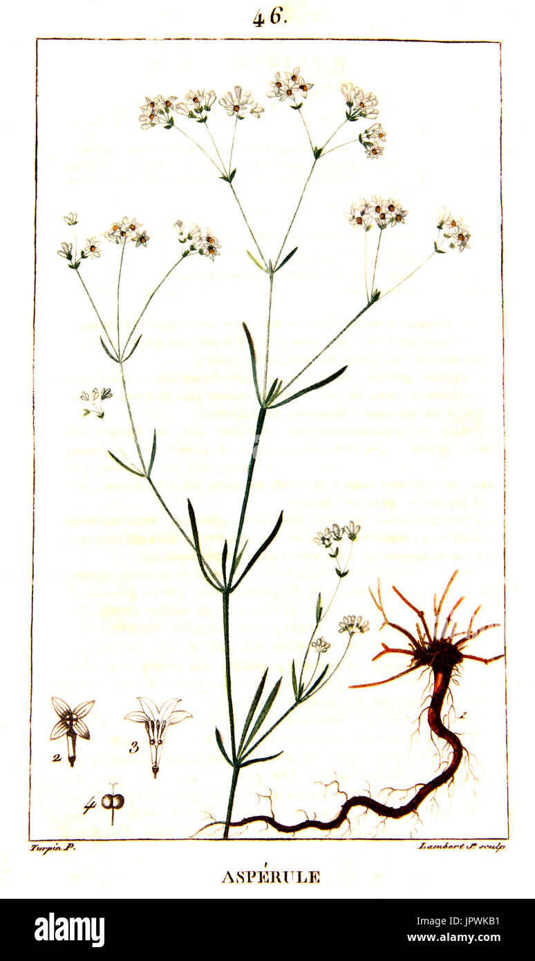 Botanical drawing of woodruff Stock Photo - Alamy
