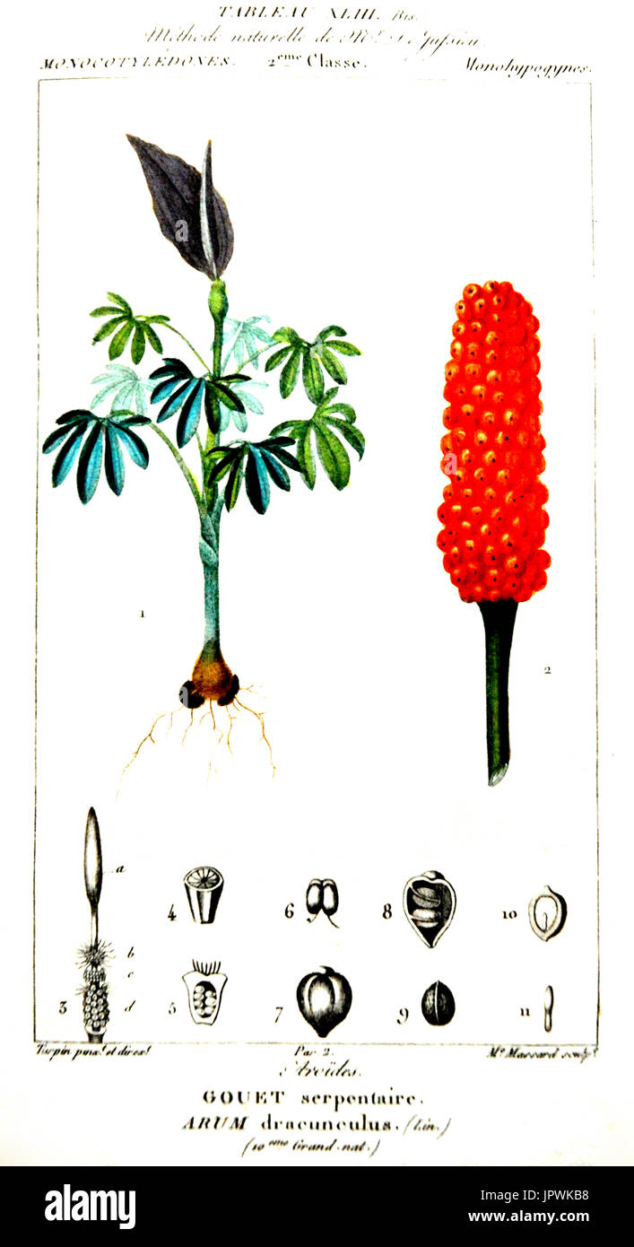 Botanical drawing of dragon arum Stock Photo - Alamy