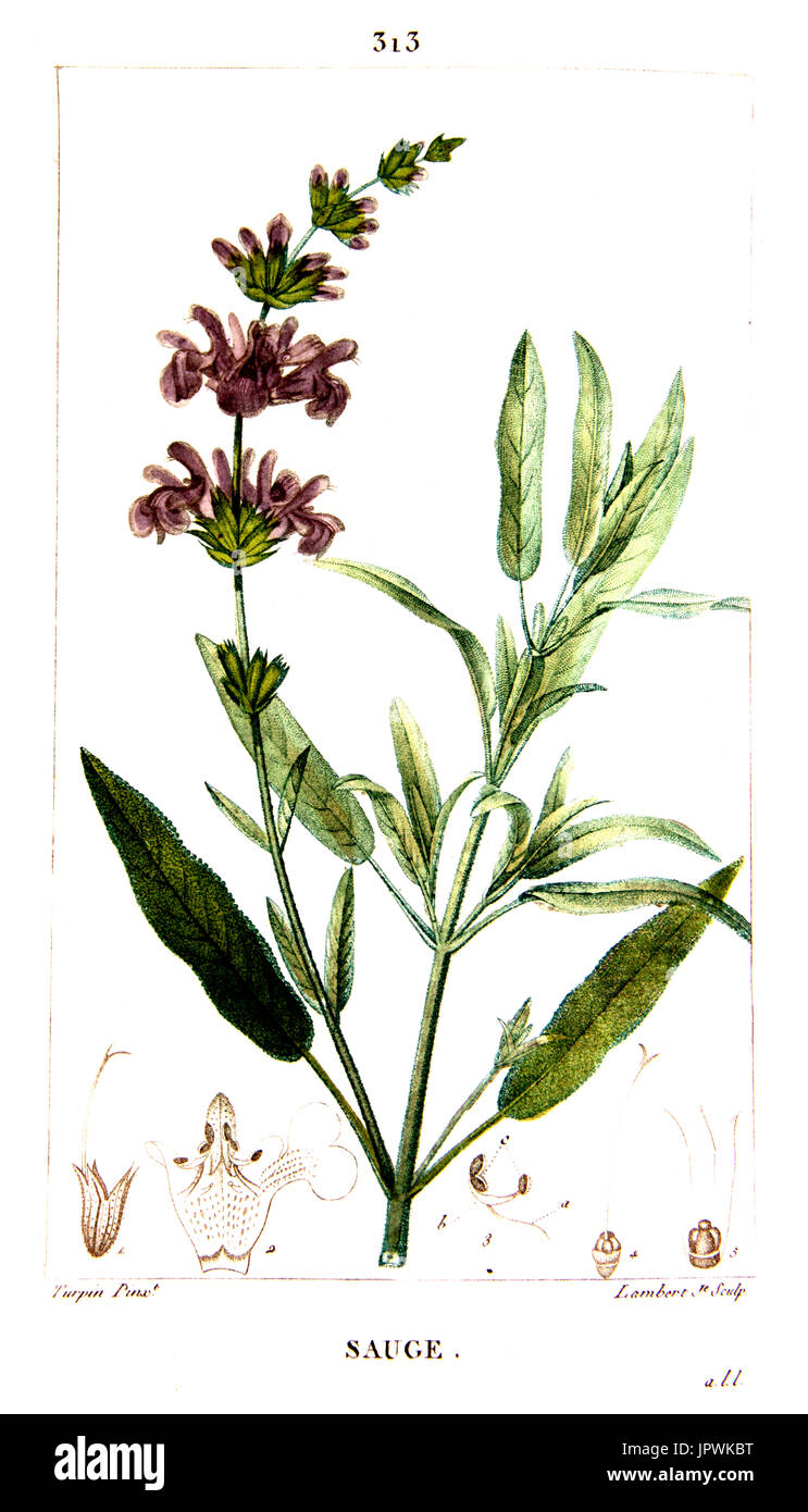 Botanical drawing of kitchen sage Stock Photo - Alamy