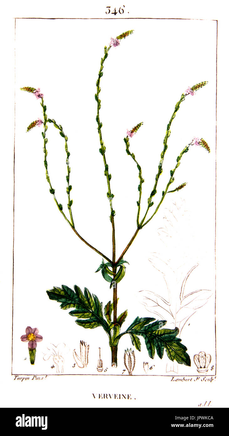 Botanical drawing of vervain Stock Photo - Alamy
