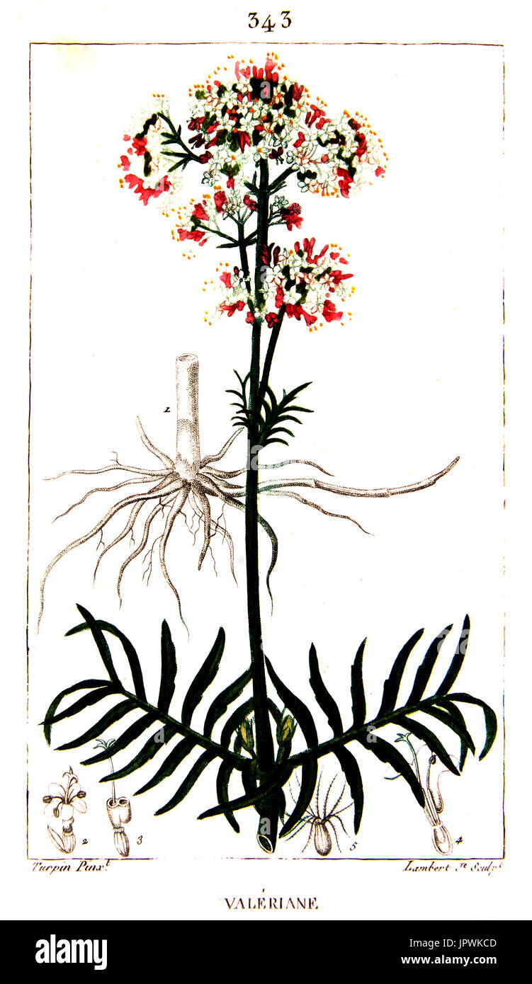 Illustration Plant Valerian Valeriana Officinalis High Resolution Stock ...