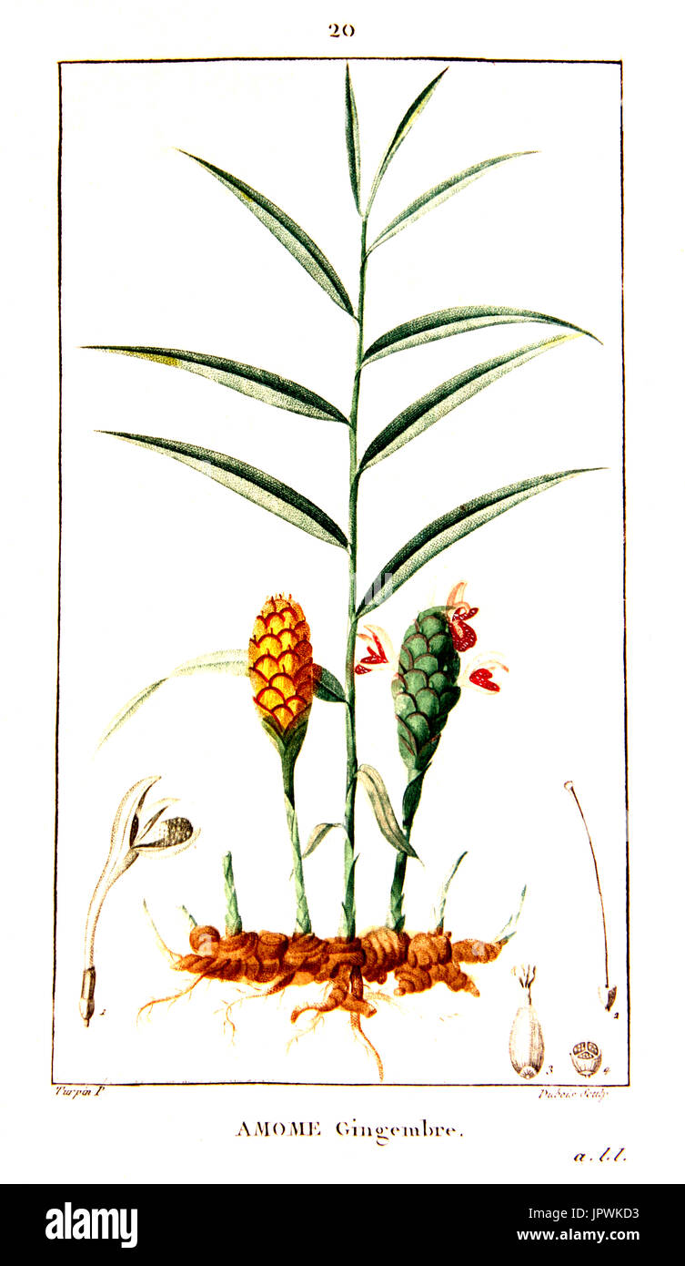 Botanical drawing of garden ginger Stock Photo - Alamy