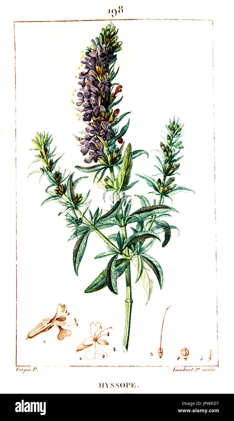 Hyssop Plant High Resolution Stock Photography and Images - Alamy