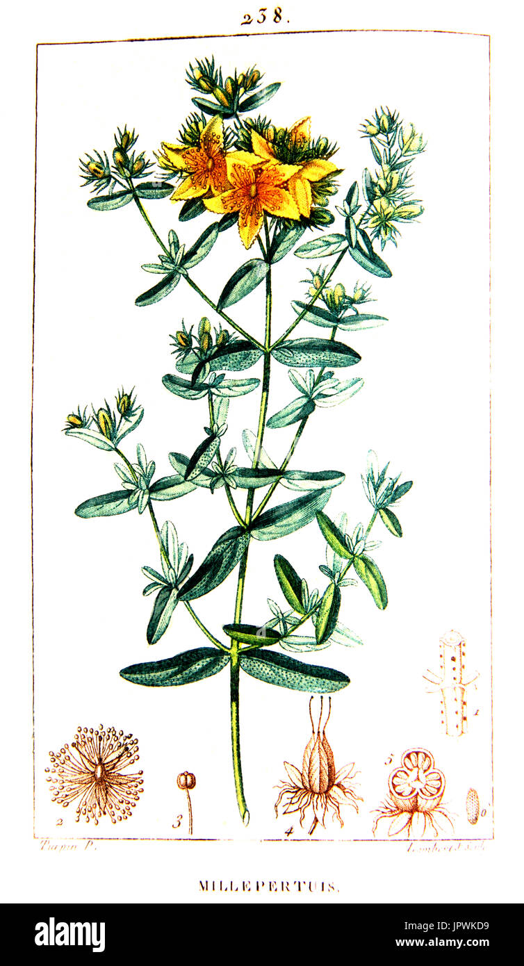 Botanical drawing of common St. Johnswort Stock Photo - Alamy