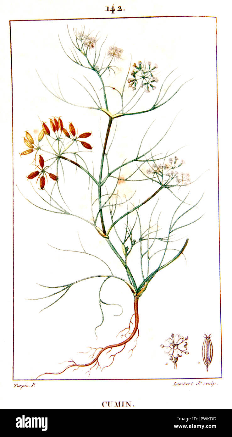 Botanical drawing of caraway Stock Photo - Alamy