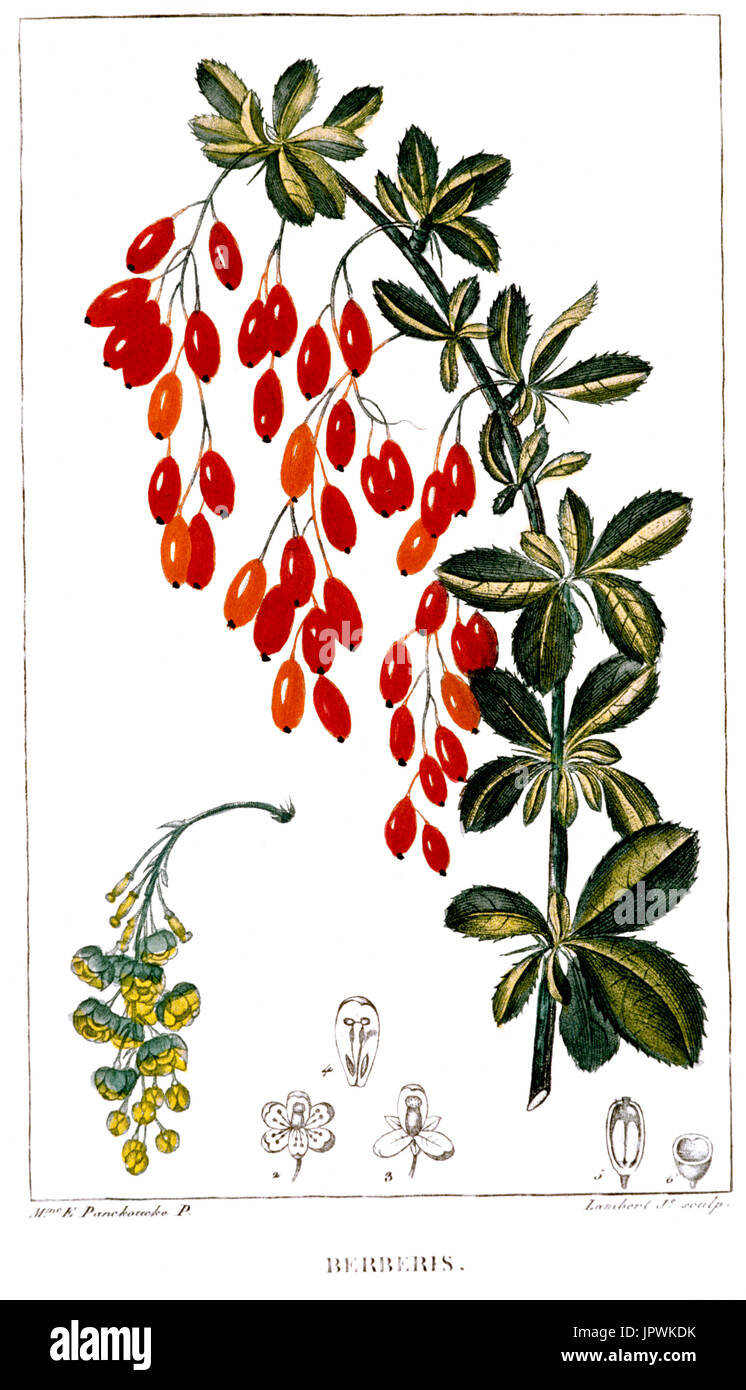Botanical drawing of barberry Stock Photo - Alamy