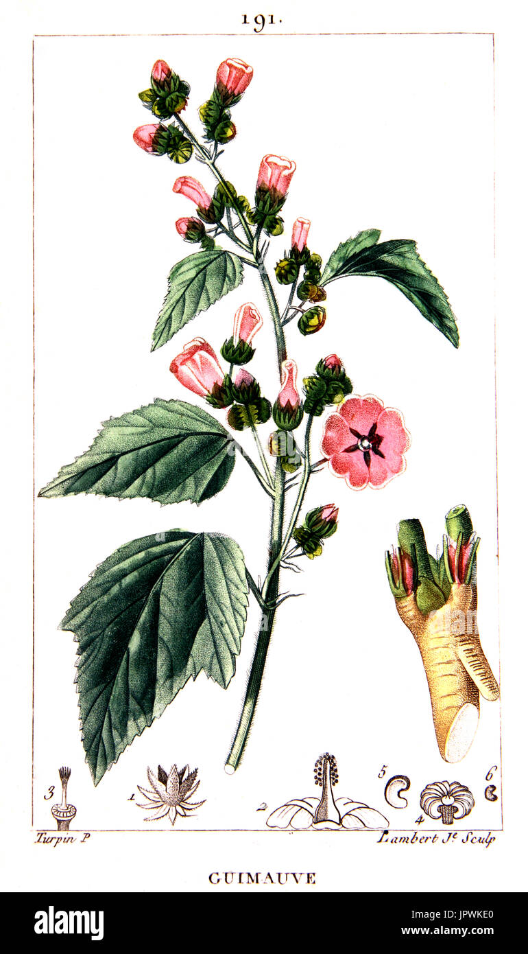Botanical drawing of common marsh-mallow Stock Photo - Alamy