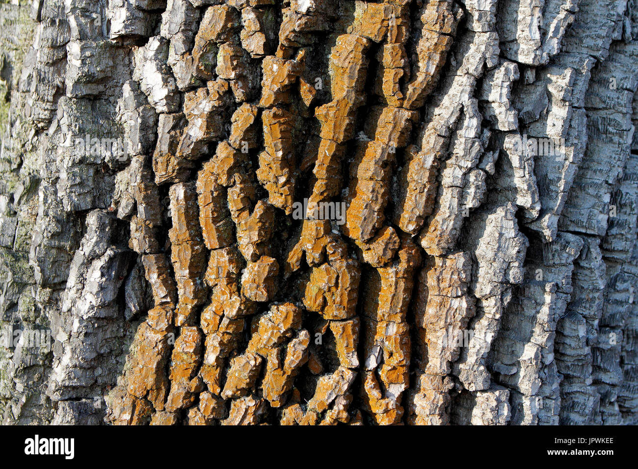 Eastern Persimmon Bark - Parc Floral de Paris France Stock Photo - Alamy