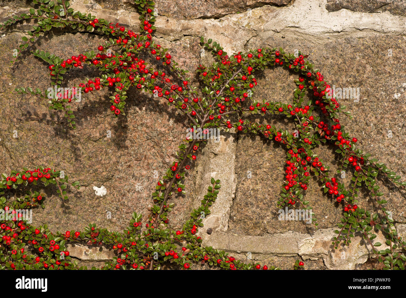 Rockspray cotoneaster fruits in autumn - Denmark Stock Photo - Alamy