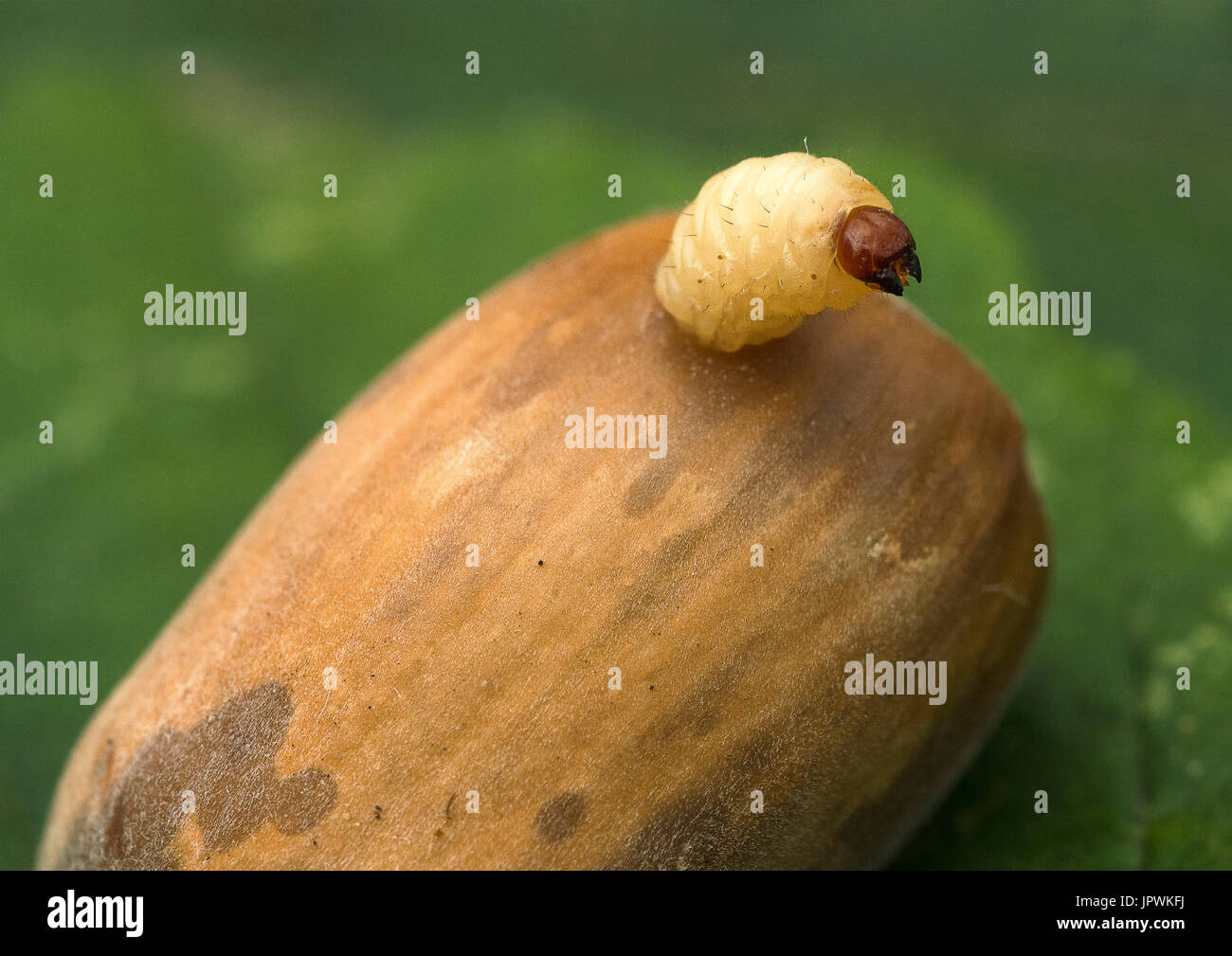 Hazelnut Weevil larvae out of a Hazelnut - France Stock Photo - Alamy