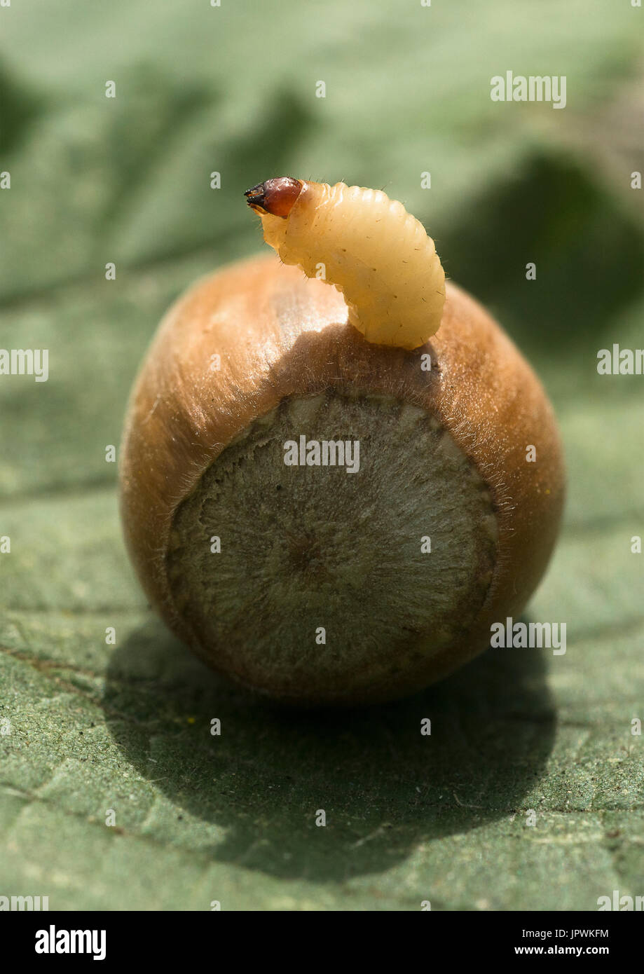 Hazelnut Weevil larvae out of a Hazelnut - France Stock Photo - Alamy
