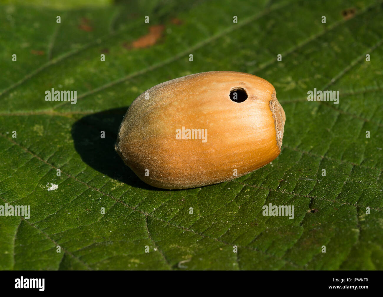 Hazelnut Weevil larva hole in a hazelnut - France Stock Photo - Alamy