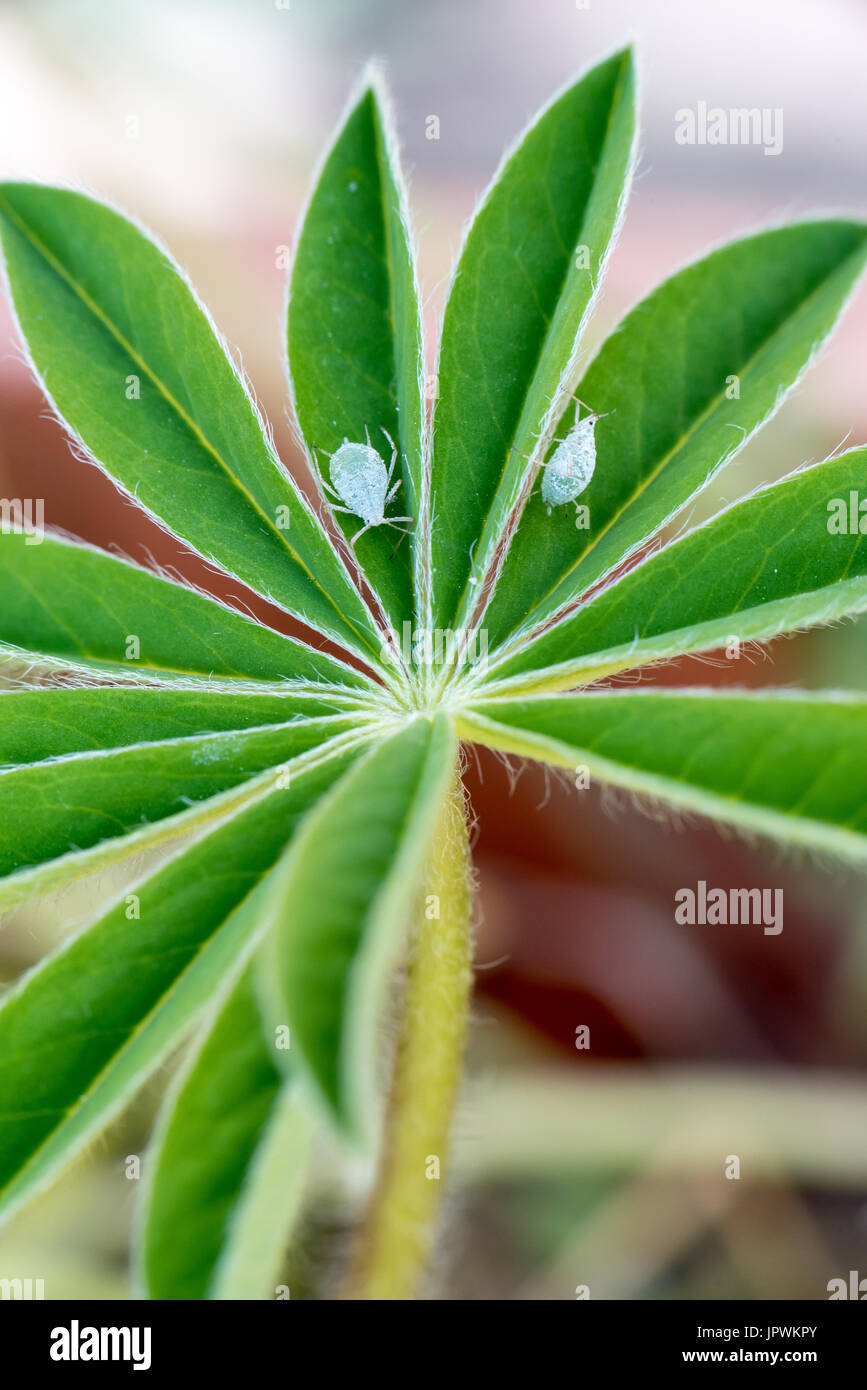 Aphids on a lupine leaf in a garden Stock Photo - Alamy