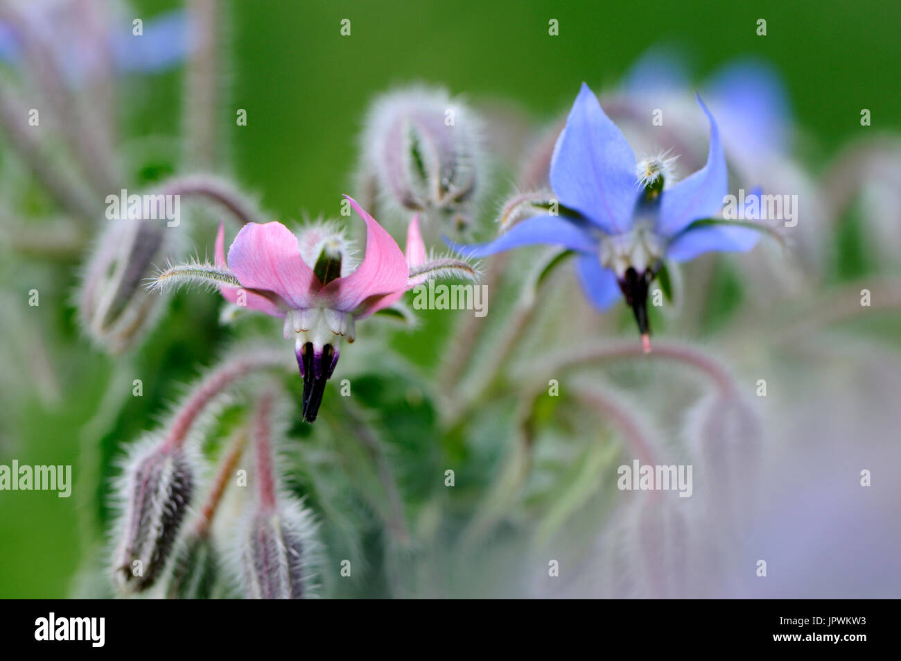 Pink and blue borage flowers - Alsace France Stock Photo - Alamy
