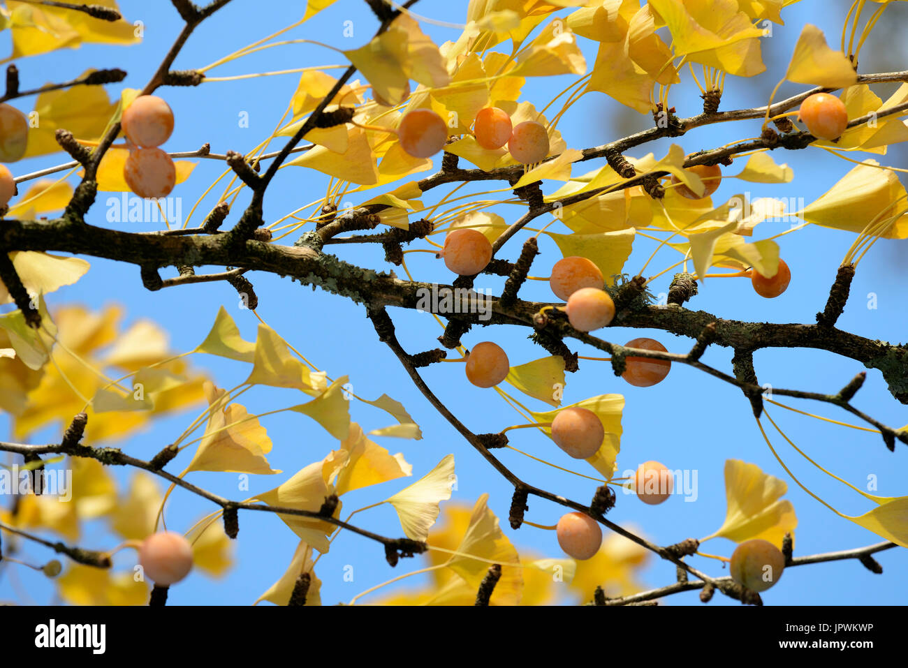 Ginkgo female fruits - English Garden France Vesoul Stock Photo - Alamy