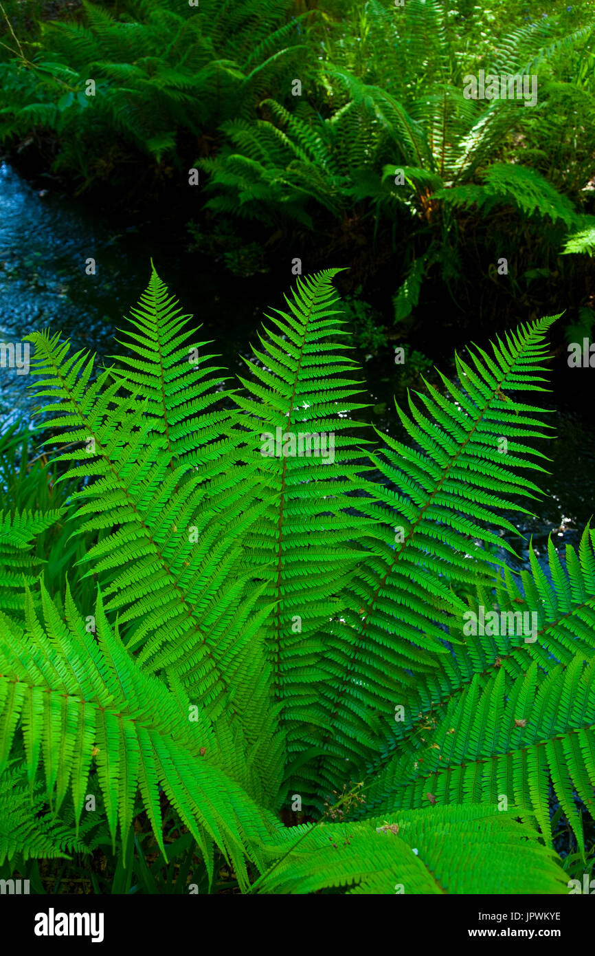 Ferns beside a creek - Mull island Hebrides Scotland Stock Photo - Alamy