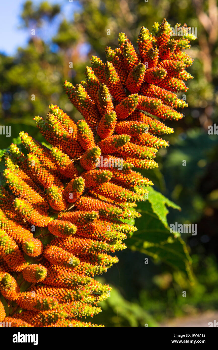 Gunnera inflorescence - Cucao Chiloe Island Chile Stock Photo - Alamy