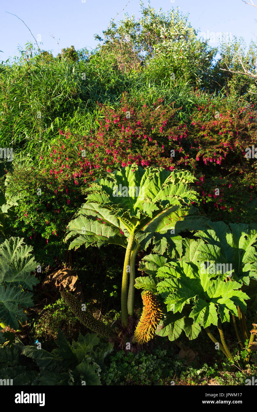 Gunnera Sp High Resolution Stock Photography and Images - Alamy