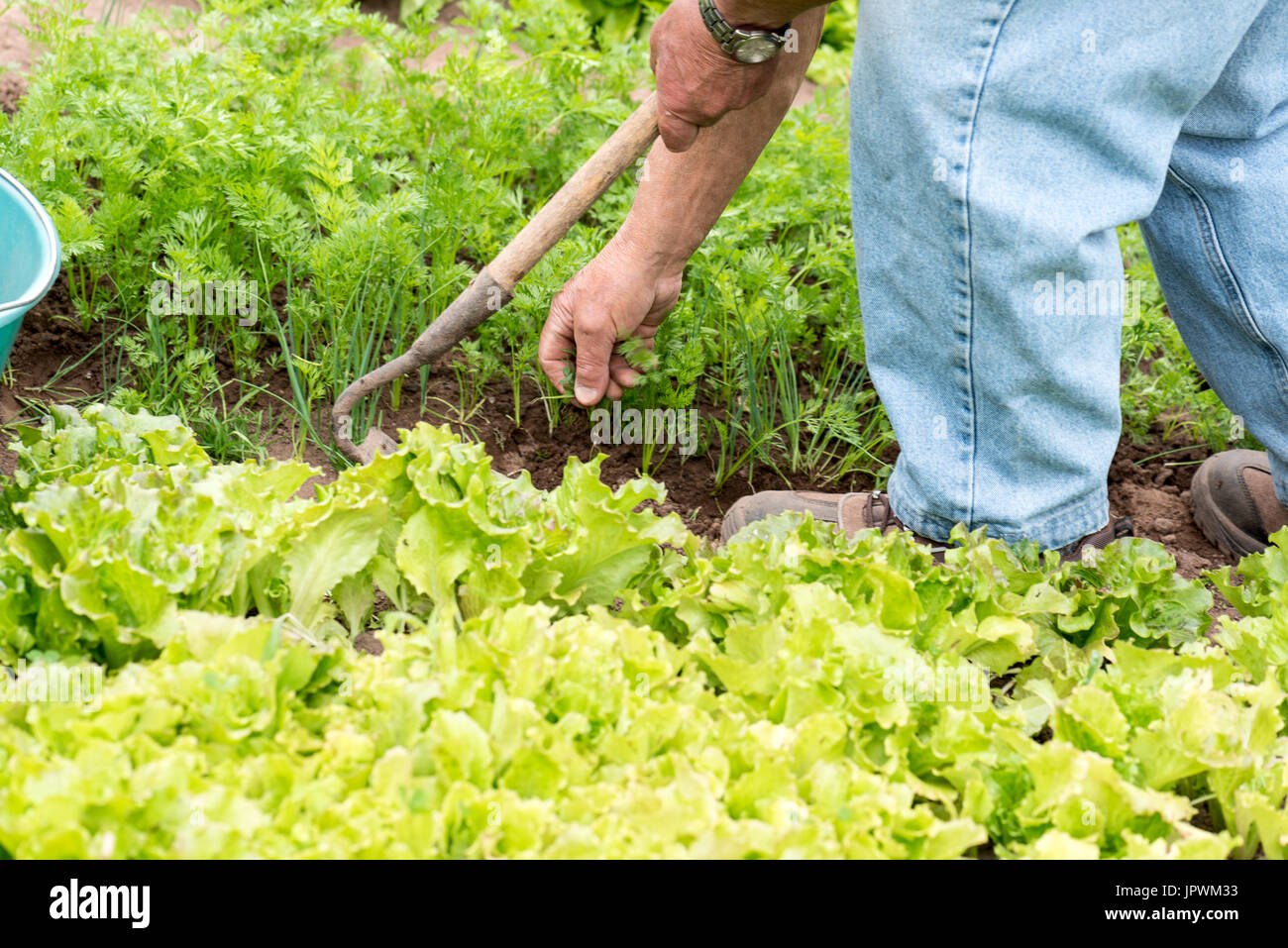 Weeding of a kitchen garden Stock Photo - Alamy