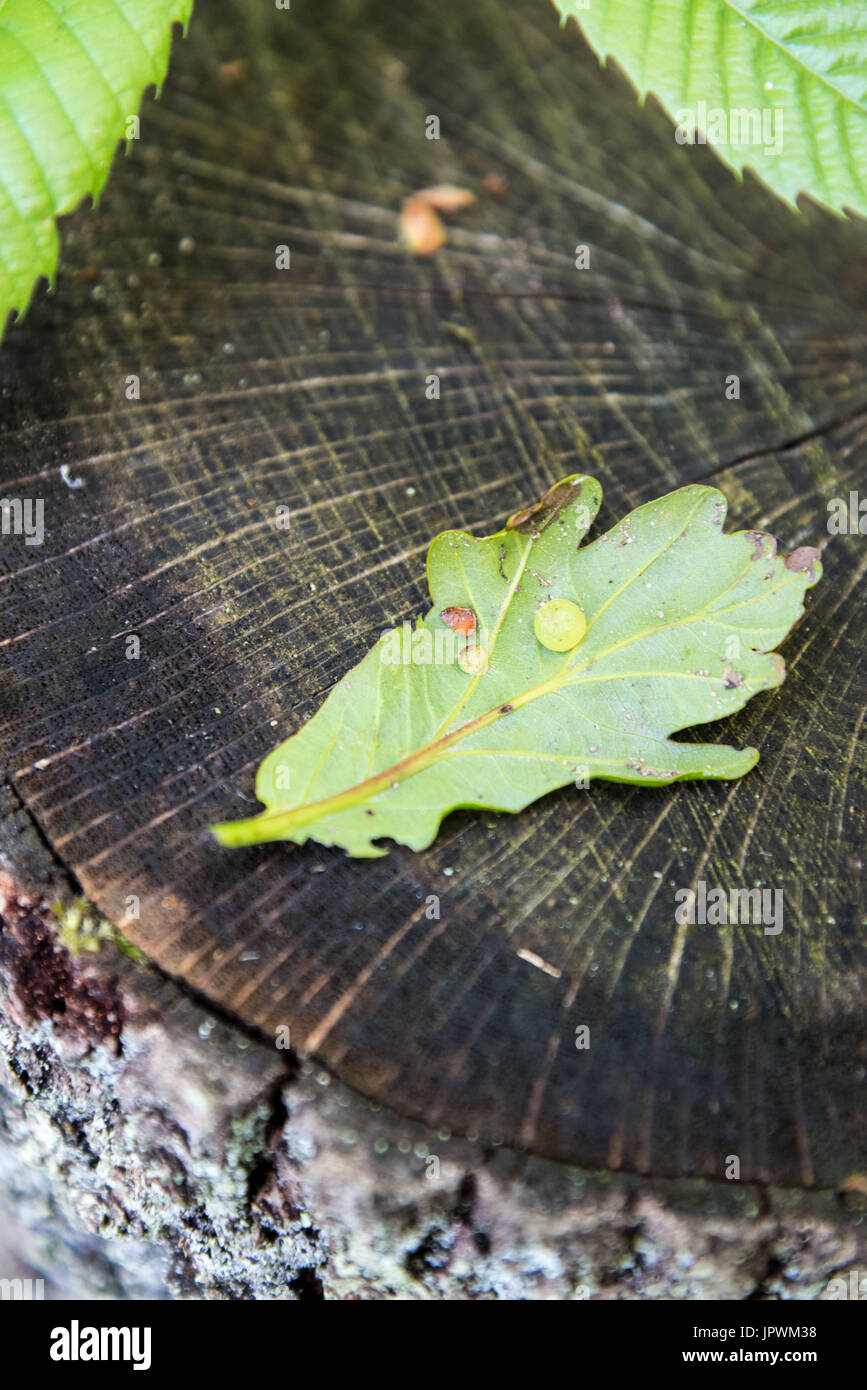 Tree gall hi-res stock photography and images - Alamy