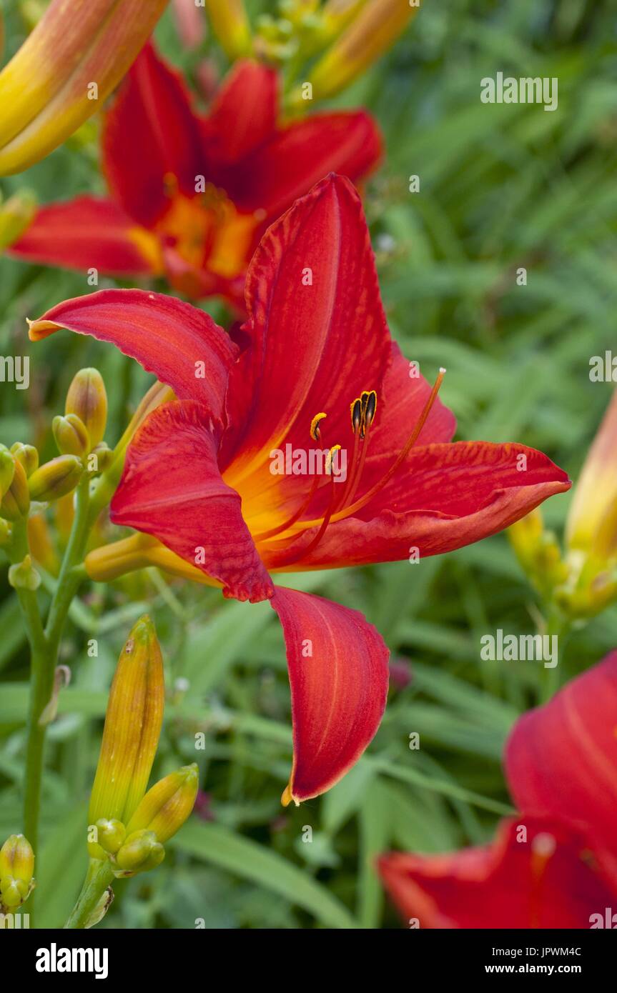 Hemerocalle 'Chicago Fire' in bloom in a garden Stock Photo - Alamy