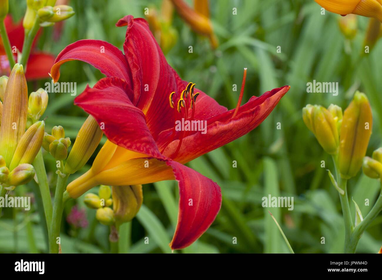 Hemerocalle 'Chicago Fire' in bloom in a garden Stock Photo - Alamy