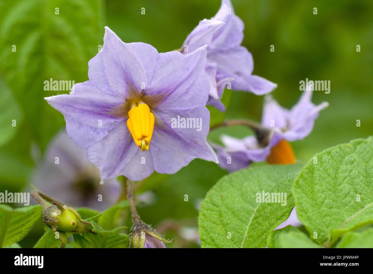 Vine like plants hi-res stock photography and images - Alamy