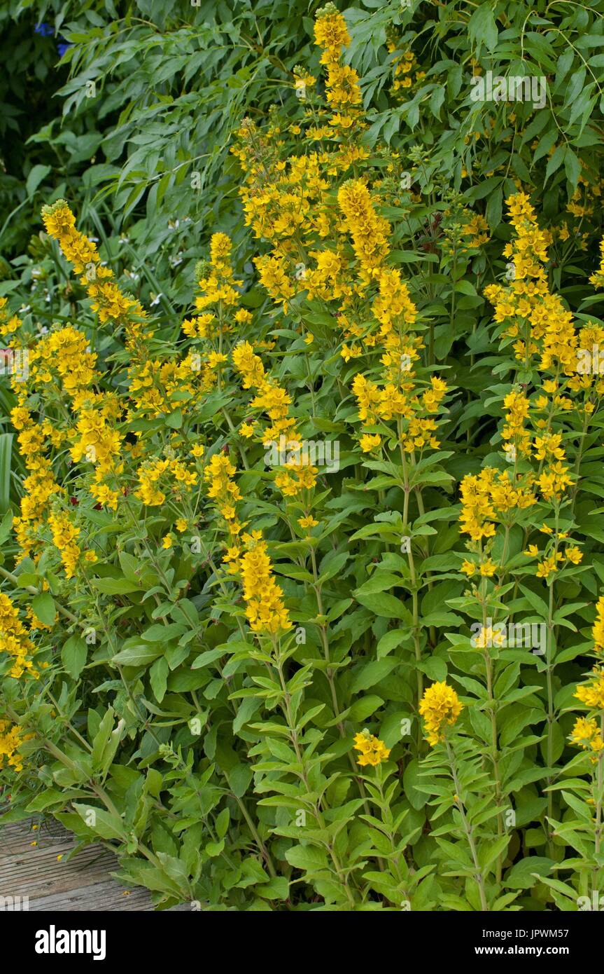 Yellow loosestrife in bloom in a garden Stock Photo - Alamy