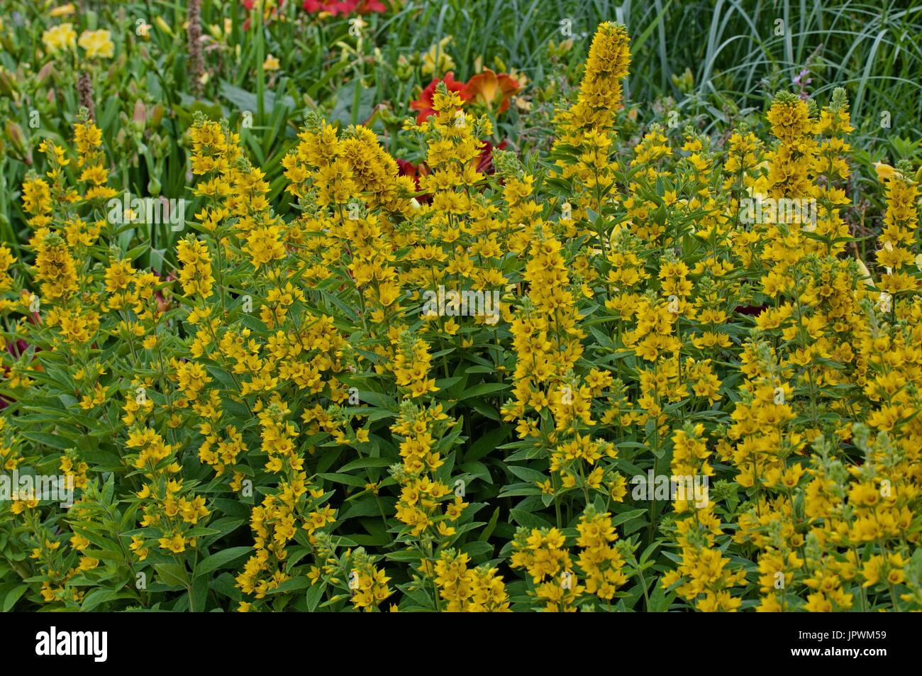 Yellow loosestrife in bloom in a garden Stock Photo - Alamy