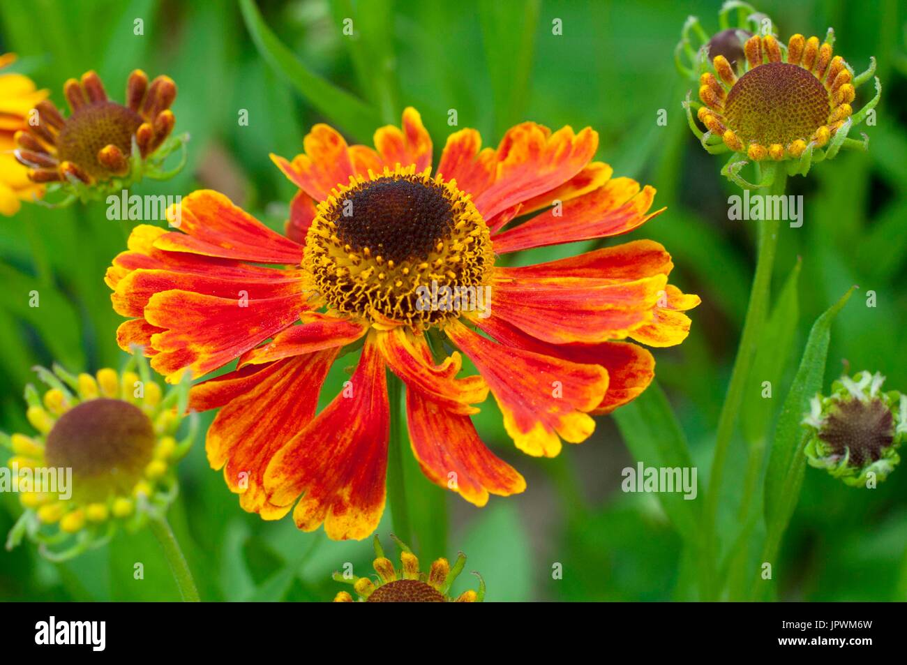 Sneezeweed 'Mardi Gras' in bloom in a garden Stock Photo - Alamy