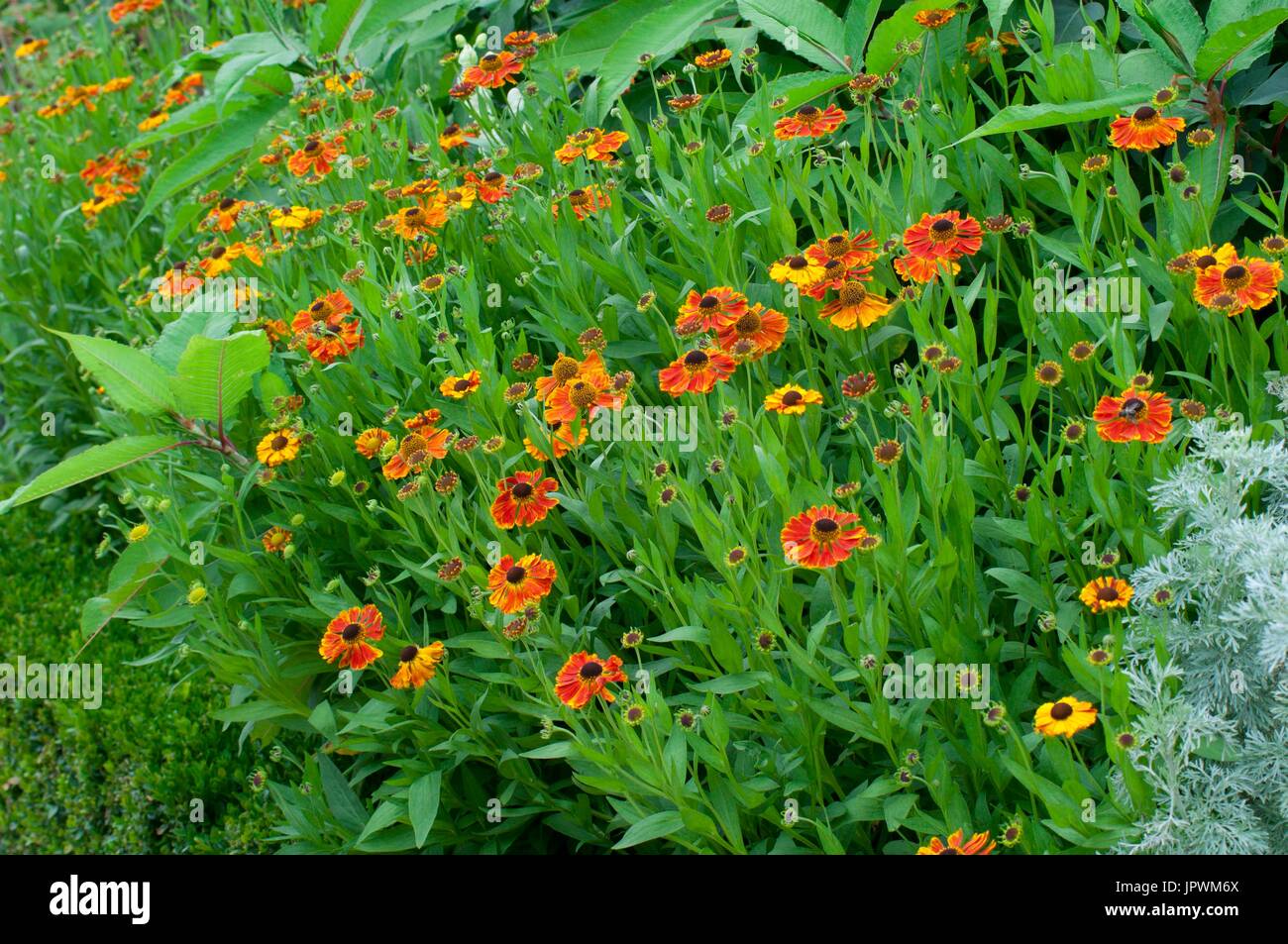 Sneezeweed 'Mardi Gras' in bloom in a garden Stock Photo - Alamy