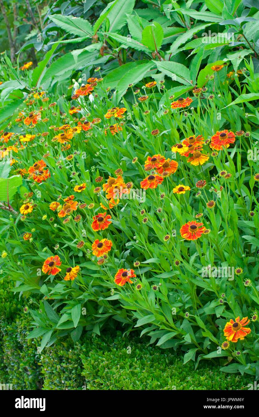 Sneezeweed 'Mardi Gras' in bloom in a garden Stock Photo - Alamy