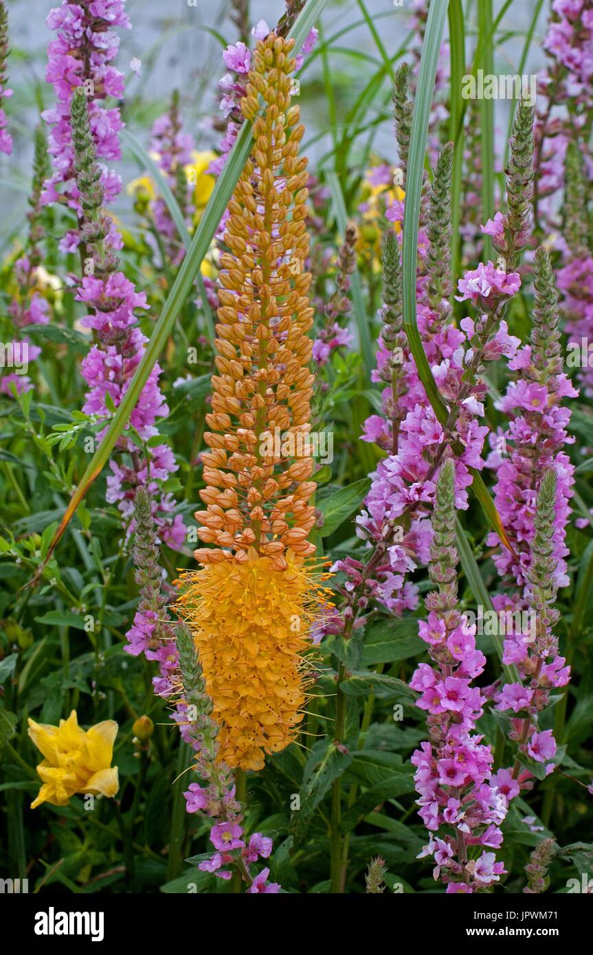 Foxtail lily in bloom in a garden Stock Photo - Alamy