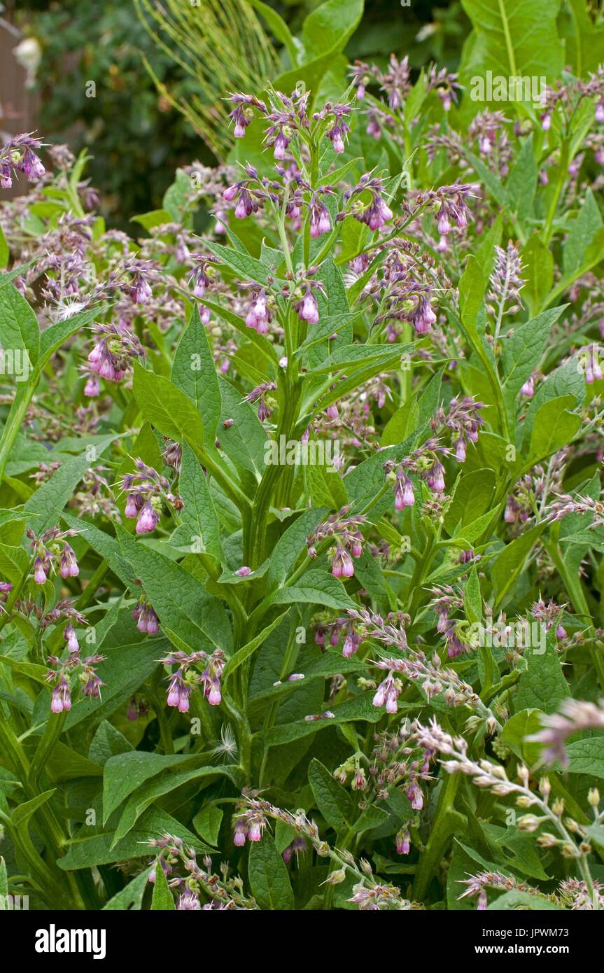 Comfrey in bloom in a garden Stock Photo - Alamy