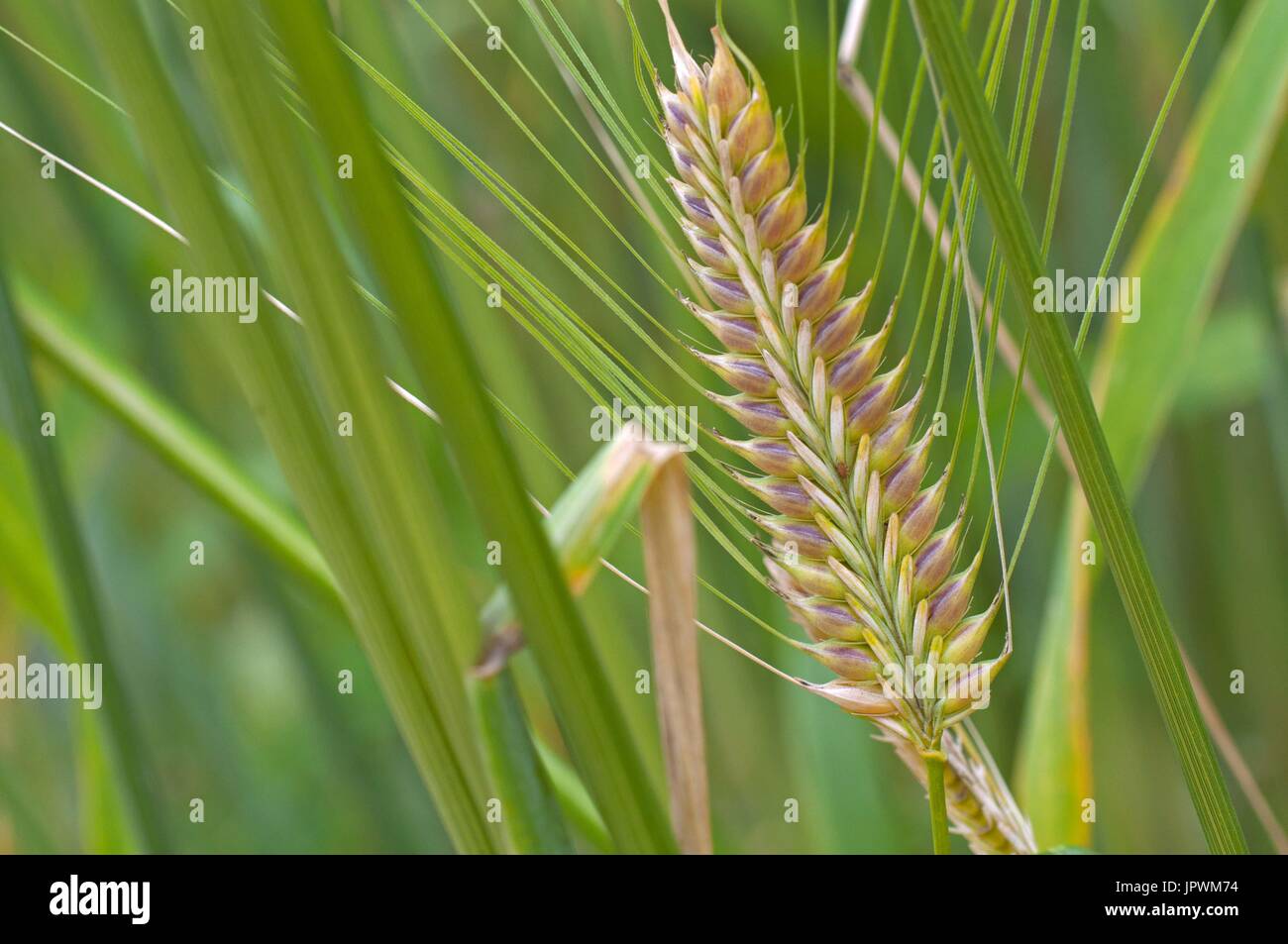 Barley in a garden Stock Photo - Alamy