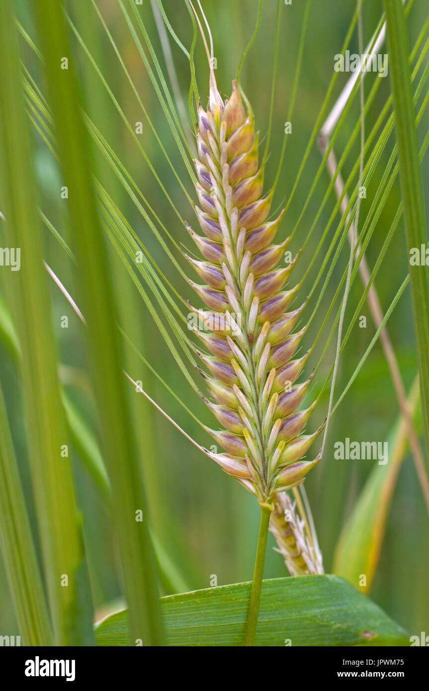 Barley ear close up hi-res stock photography and images - Alamy