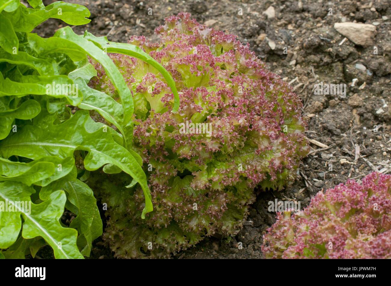 Lettuce 'Lollo Rossa' in a garden Stock Photo - Alamy