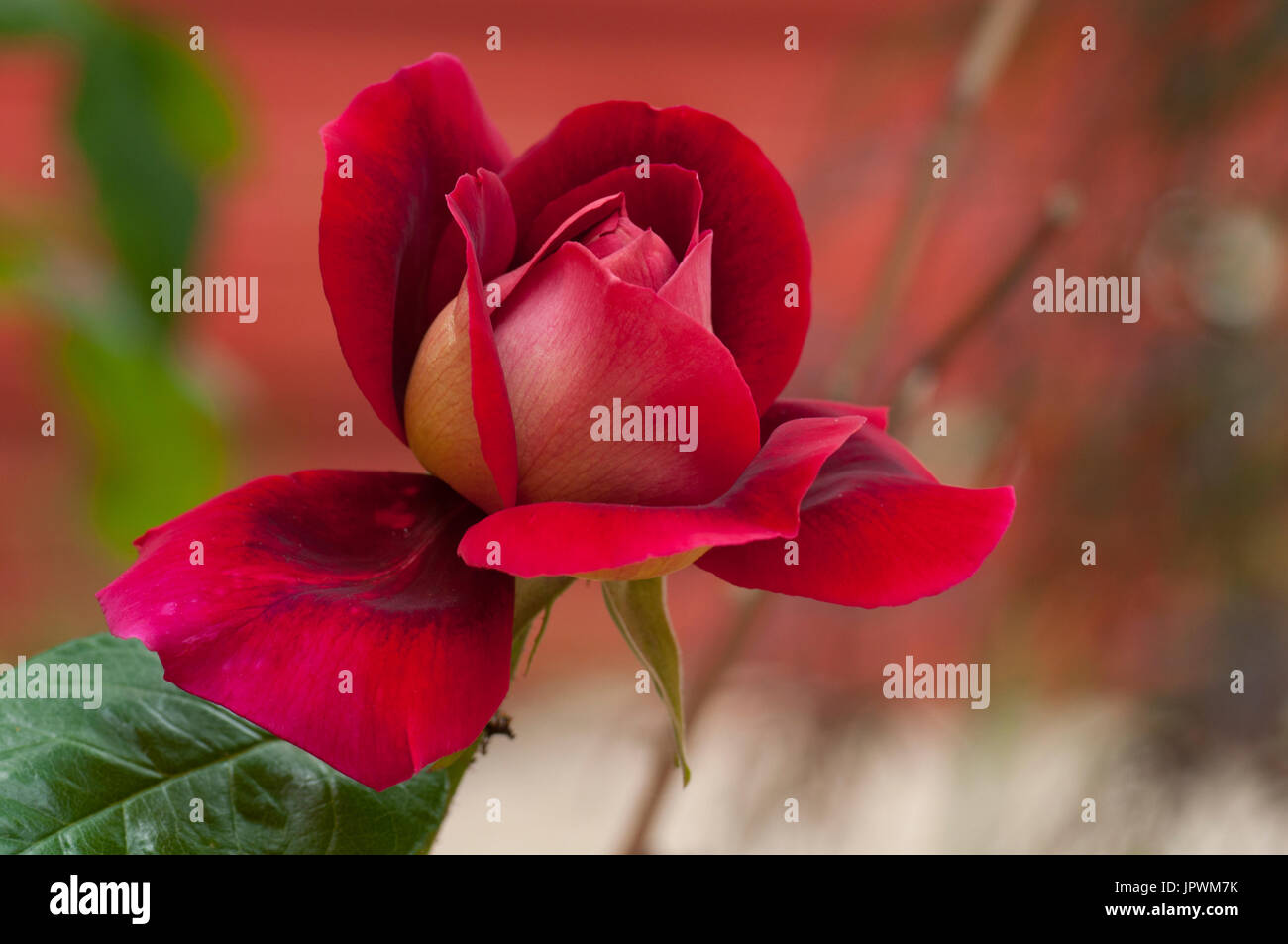 Rose-tree in bloom in a garden Stock Photo - Alamy